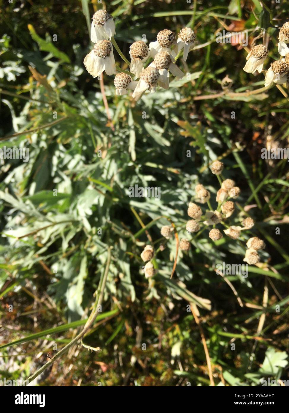 Silvery Yarrow (Achillea clavennae) Plantae Stock Photo - Alamy