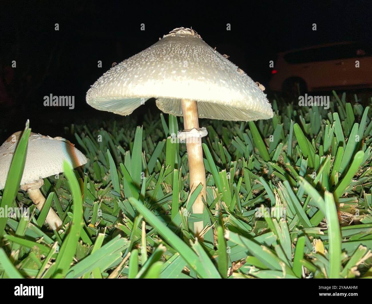 green-spored parasol (Chlorophyllum molybdites) Fungi Stock Photo - Alamy
