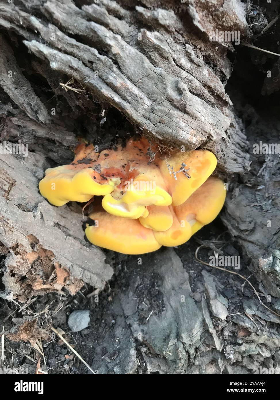 Western Hardwood Sulphur Shelf (Laetiporus gilbertsonii) Fungi Stock ...