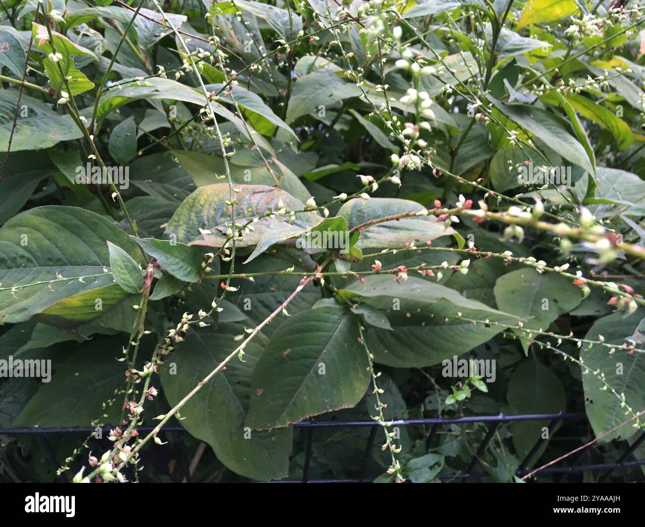 American jumpseed (Persicaria virginiana) Plantae Stock Photo - Alamy