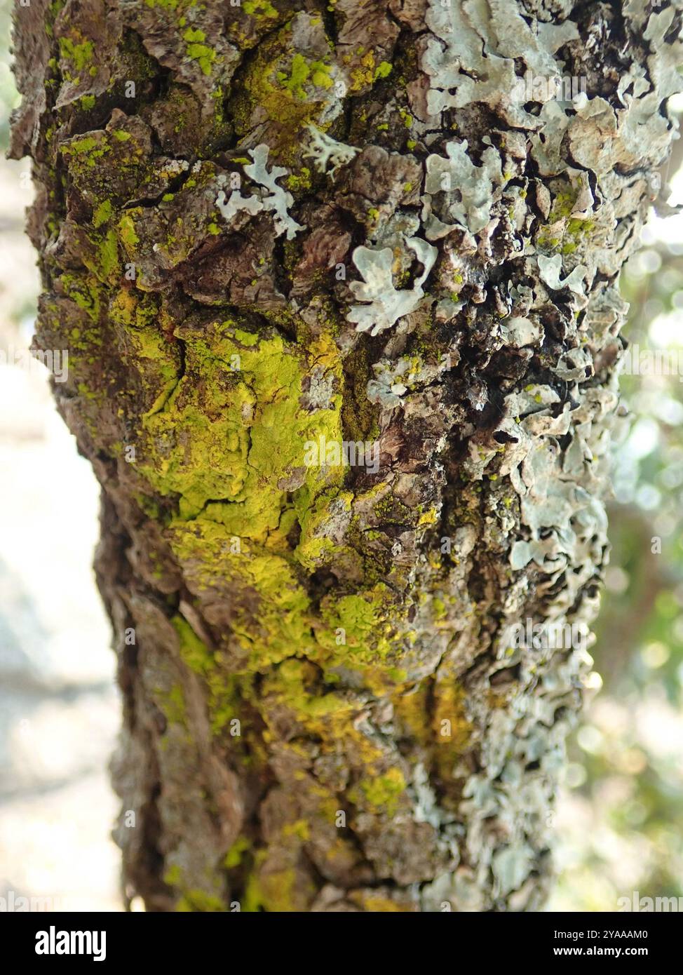 Gold Dust Lichens (Chrysothrix) Fungi Stock Photo - Alamy