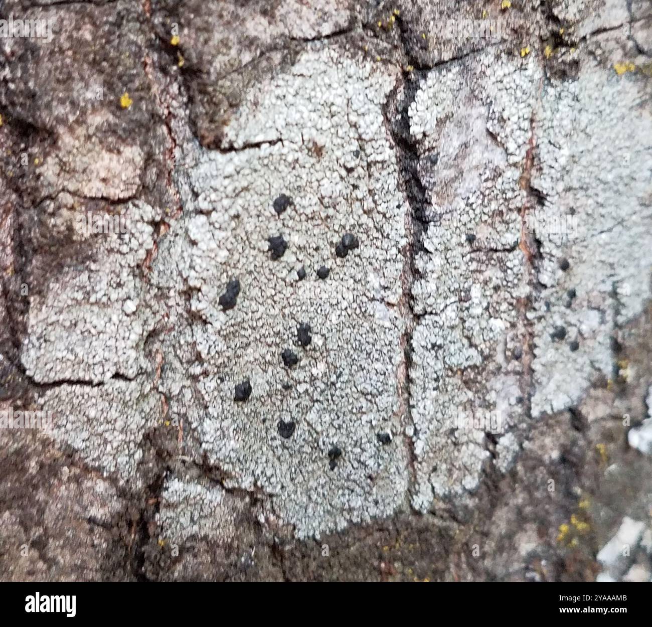 Common Button Lichen (Buellia erubescens) Fungi Stock Photo - Alamy