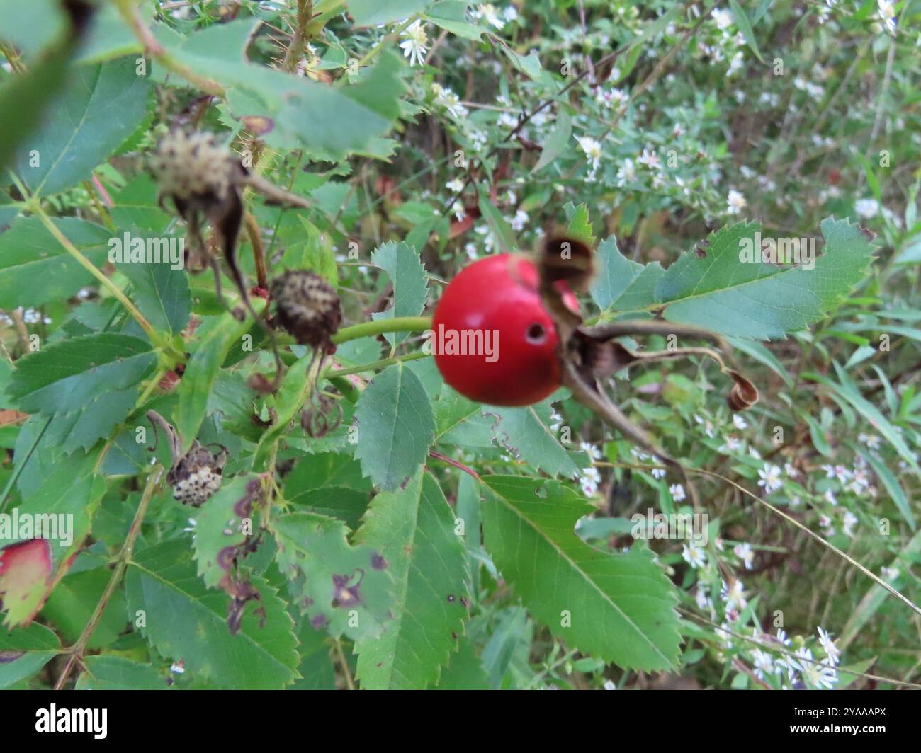 smooth rose (Rosa blanda) Plantae Stock Photo - Alamy