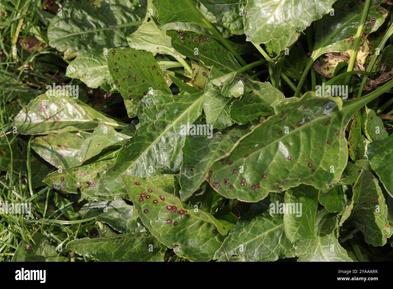 sea beet (Beta vulgaris maritima) Plantae Stock Photo - Alamy