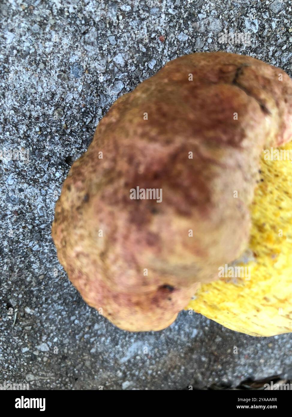 Butter Boletes (Butyriboletus) Fungi Stock Photo - Alamy