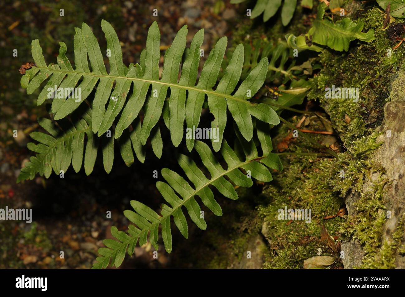 common polypody (Polypodium vulgare) Plantae Stock Photo - Alamy