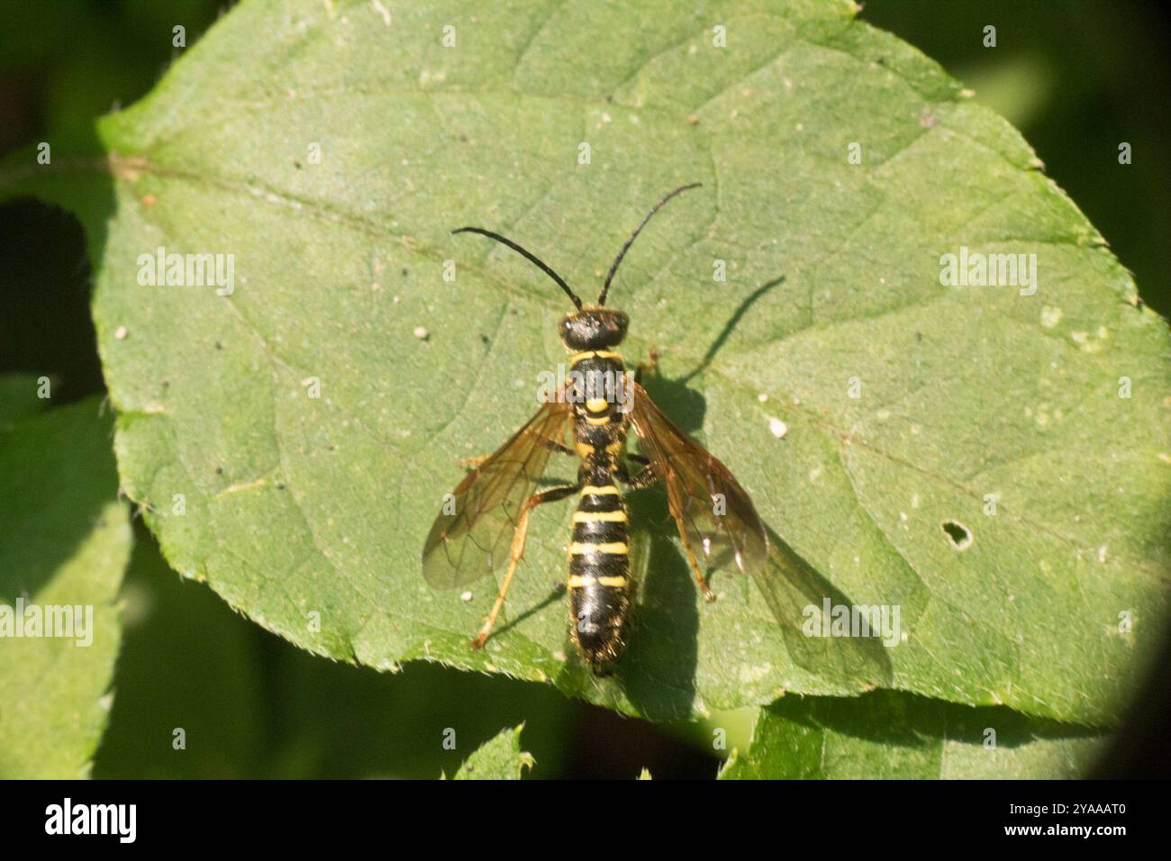 Thynnid Flower Wasps (Thynnidae) Insecta Stock Photo - Alamy