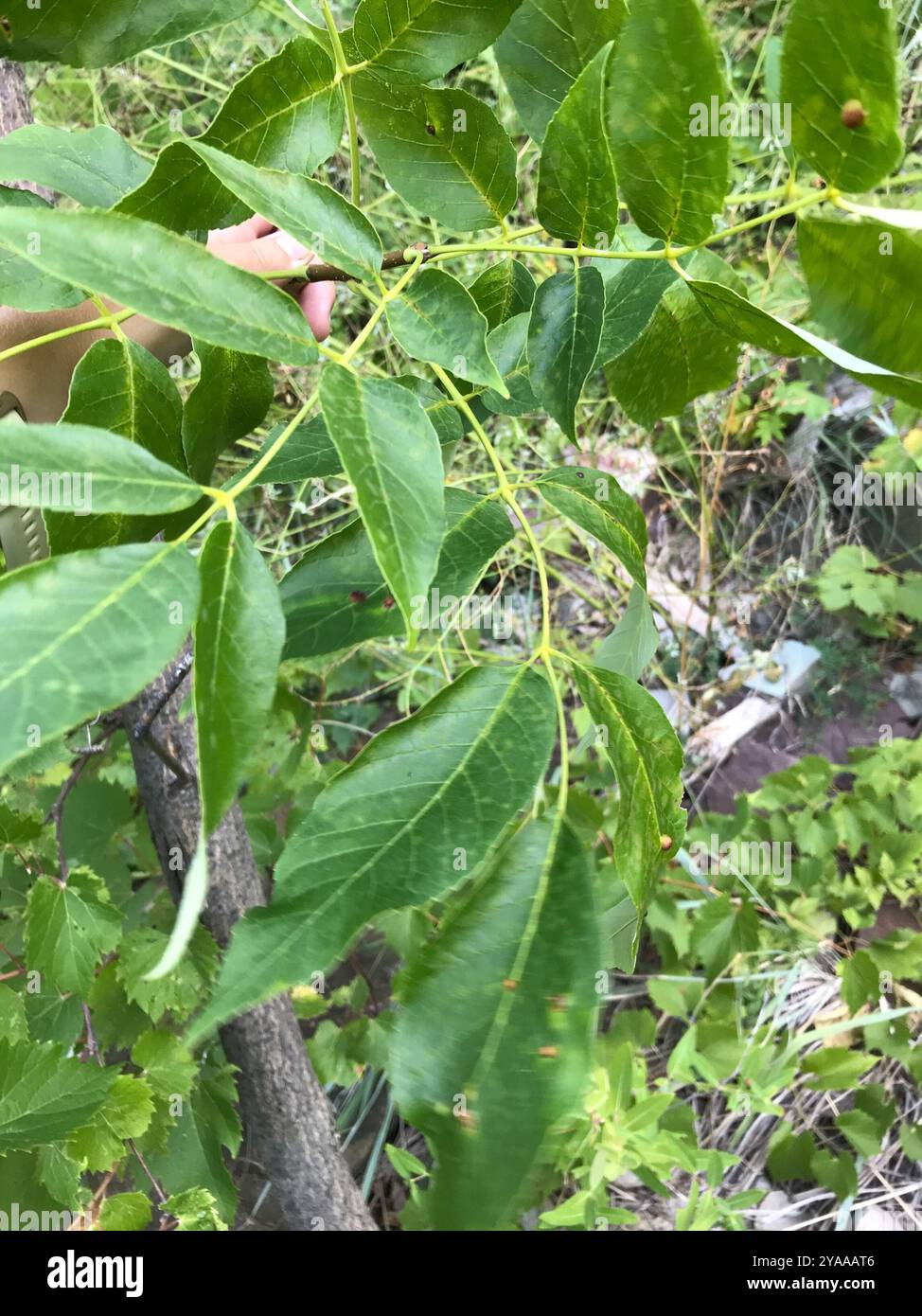 ashes (Fraxinus) Plantae Stock Photo - Alamy