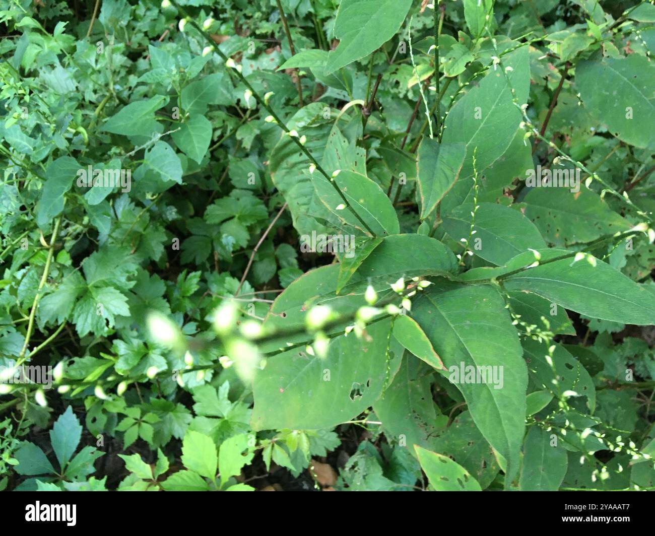 American jumpseed (Persicaria virginiana) Plantae Stock Photo - Alamy