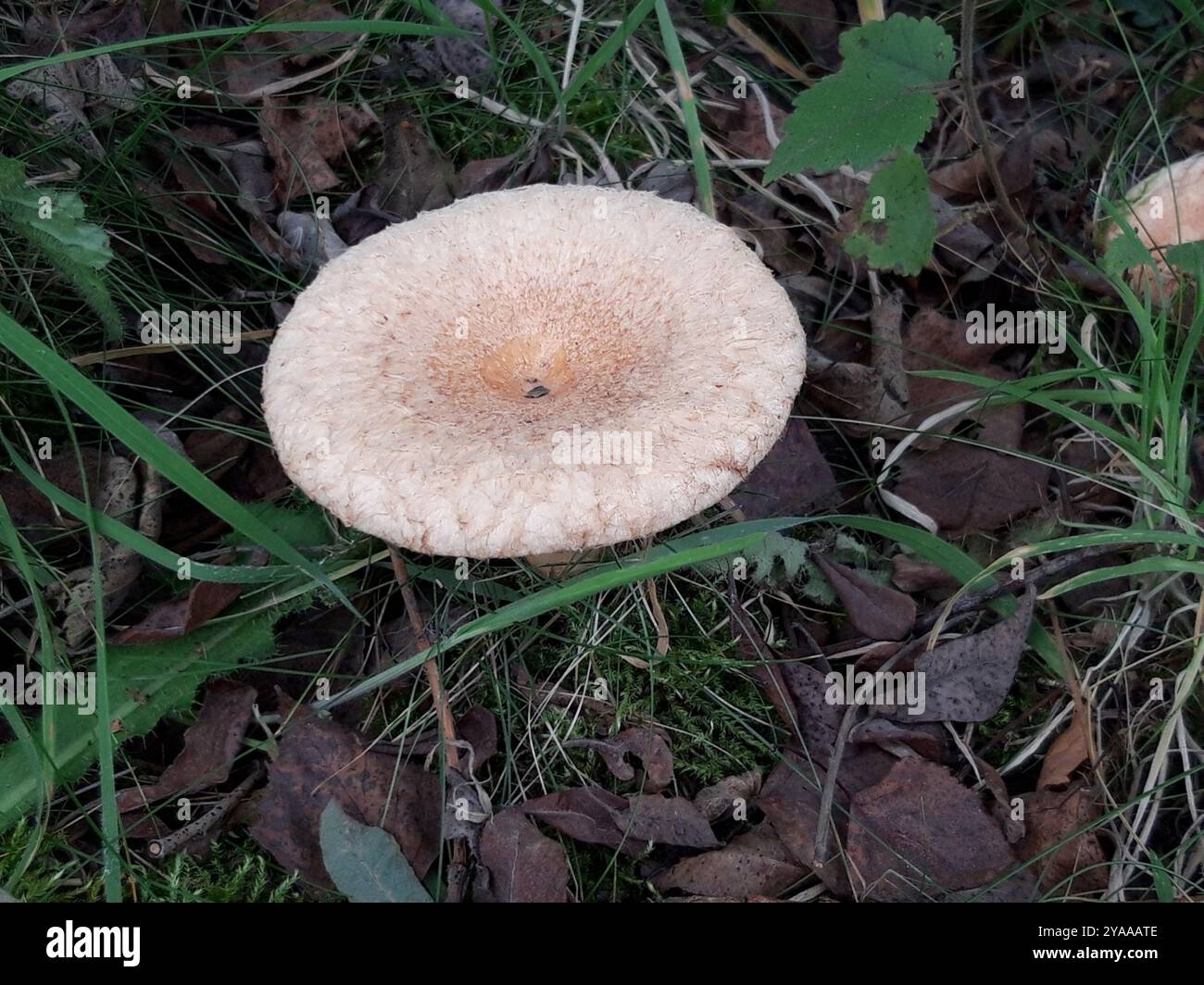 Downy milk cap (Lactarius pubescens) Fungi Stock Photo - Alamy
