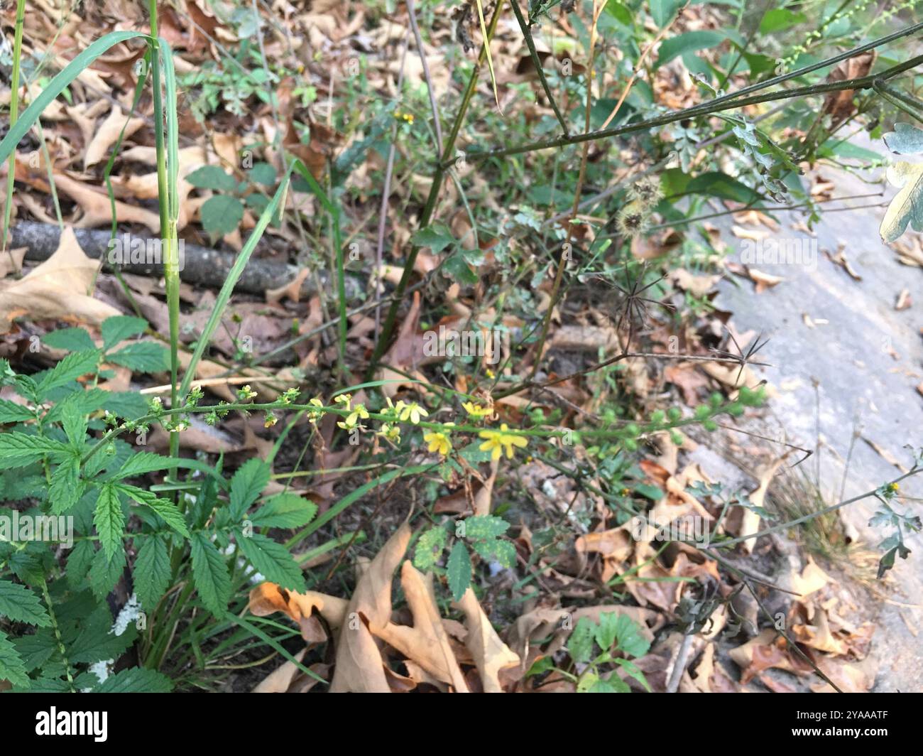 swamp agrimony (Agrimonia parviflora) Plantae Stock Photo - Alamy