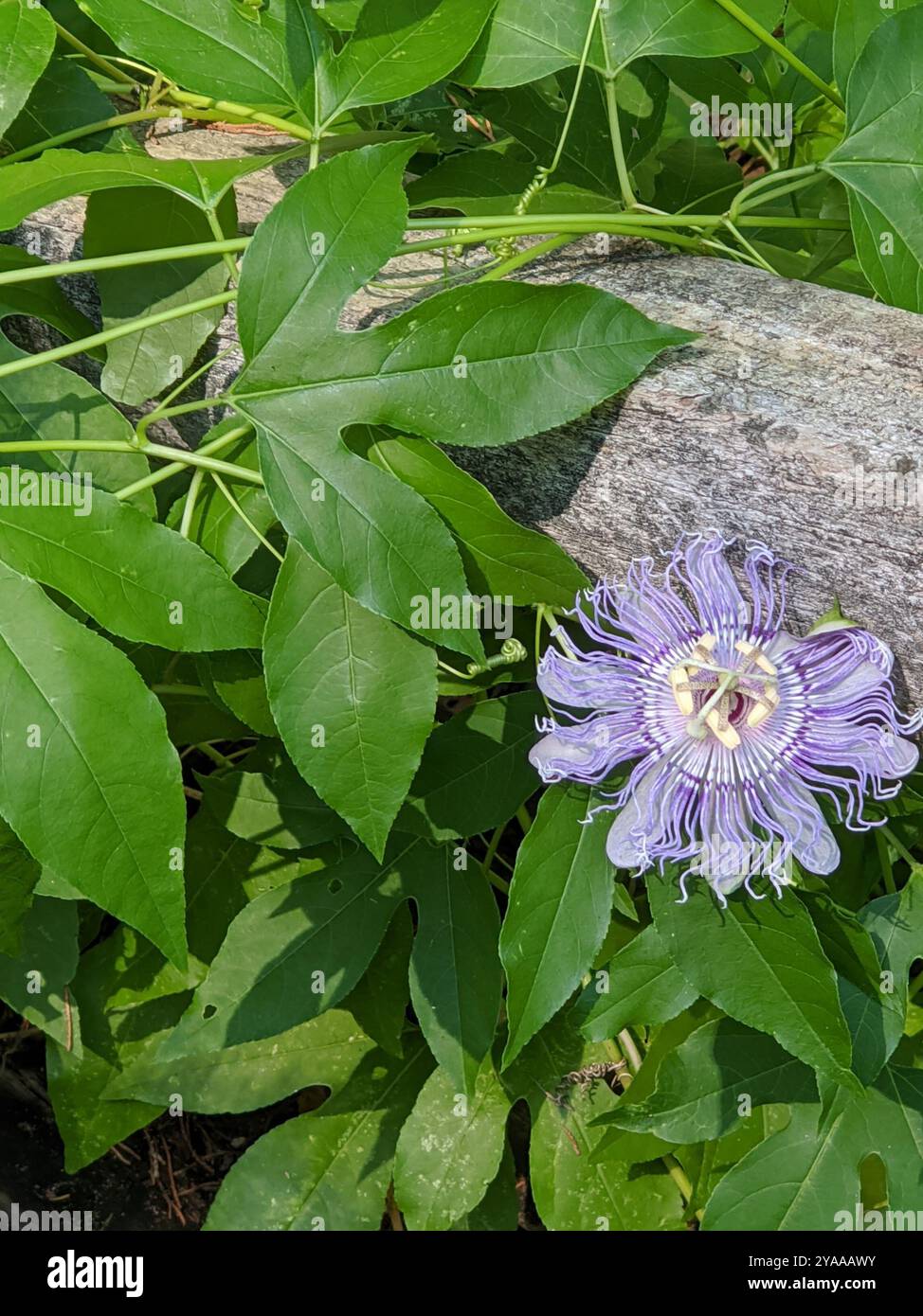 purple passionflower (Passiflora incarnata) Plantae Stock Photo - Alamy