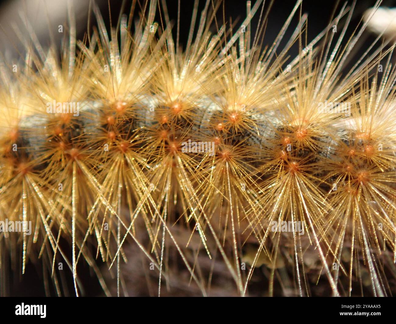 Fall Webworm Moth (Hyphantria cunea) Insecta Stock Photo - Alamy