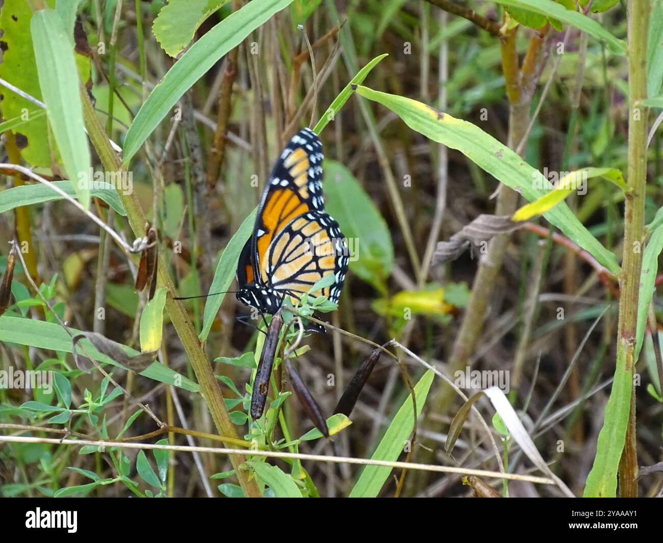 Viceroy (Limenitis archippus) Insecta Stock Photo - Alamy