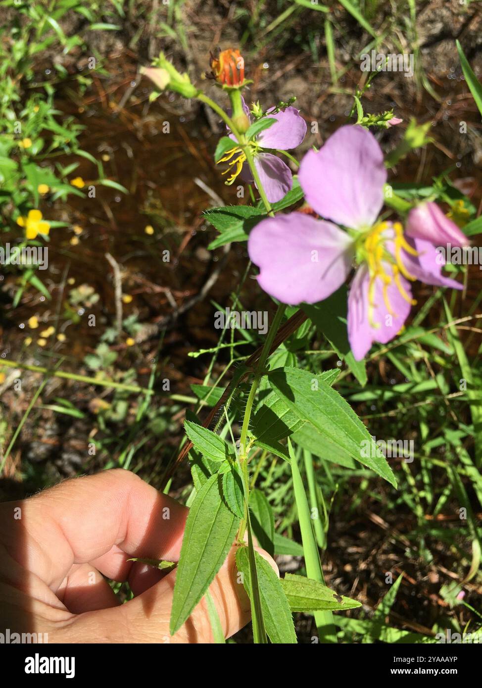 Maryland meadowbeauty (Rhexia mariana) Plantae Stock Photo - Alamy