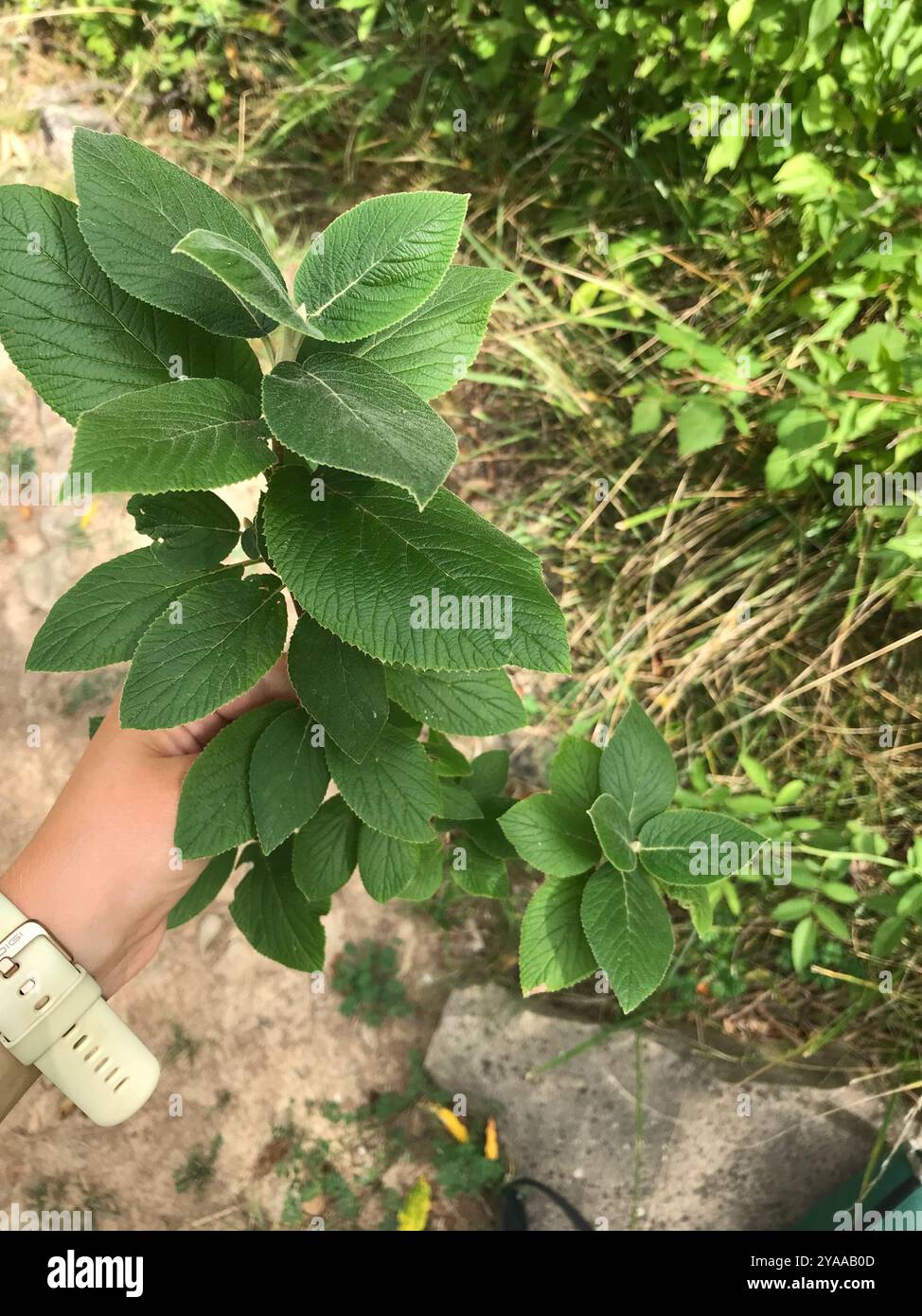 Wayfaring-tree (Viburnum lantana) Plantae Stock Photo - Alamy