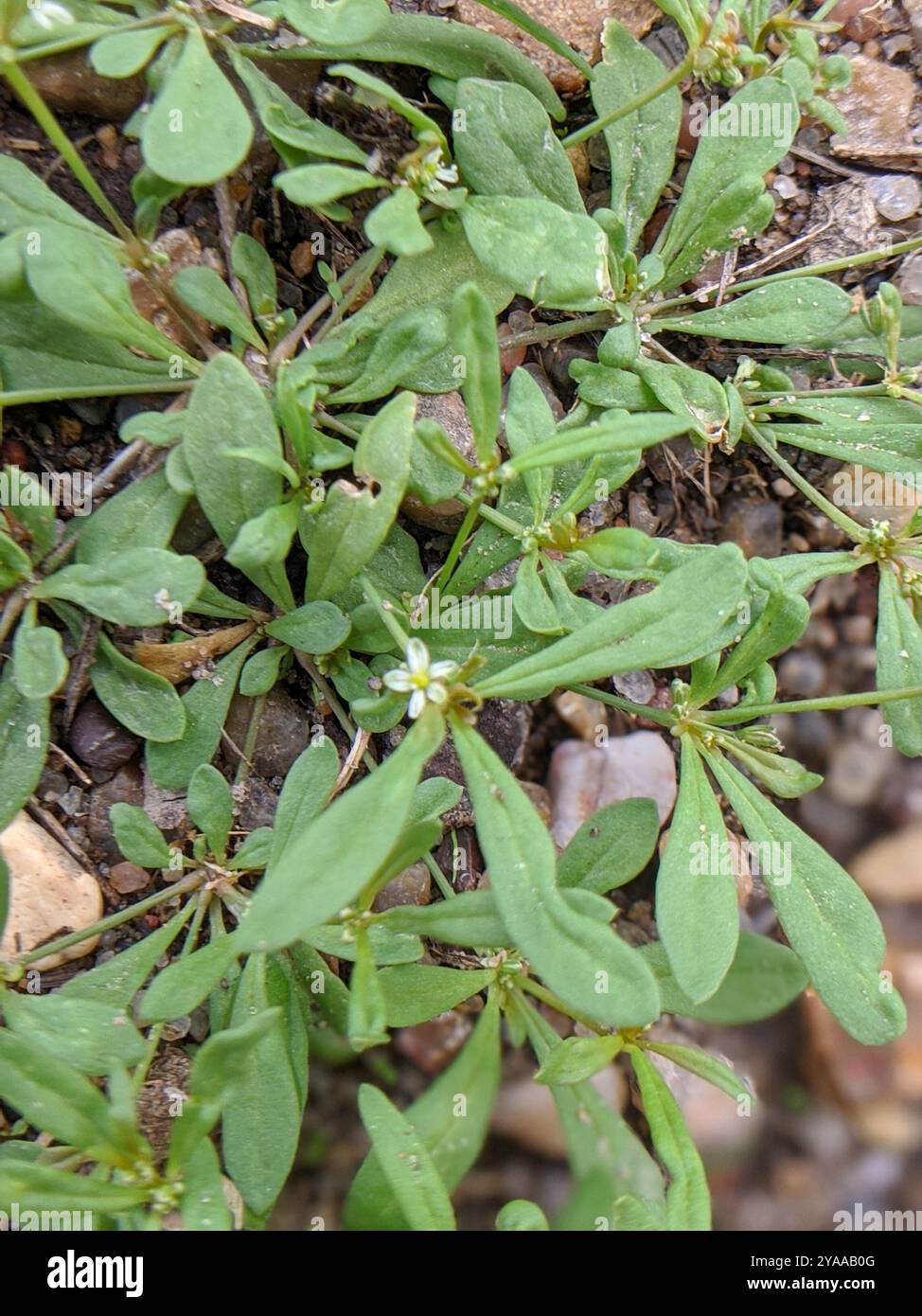 green carpetweed (Mollugo verticillata) Plantae Stock Photo - Alamy