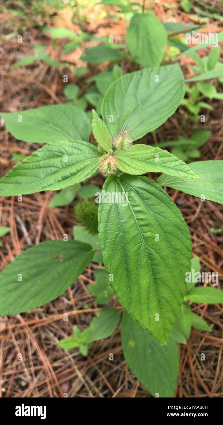 Field Copperleaf (Acalypha arvensis) Plantae Stock Photo - Alamy