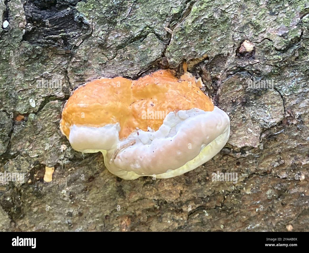 Red-banded Polypore (Fomitopsis pinicola) Fungi Stock Photo - Alamy
