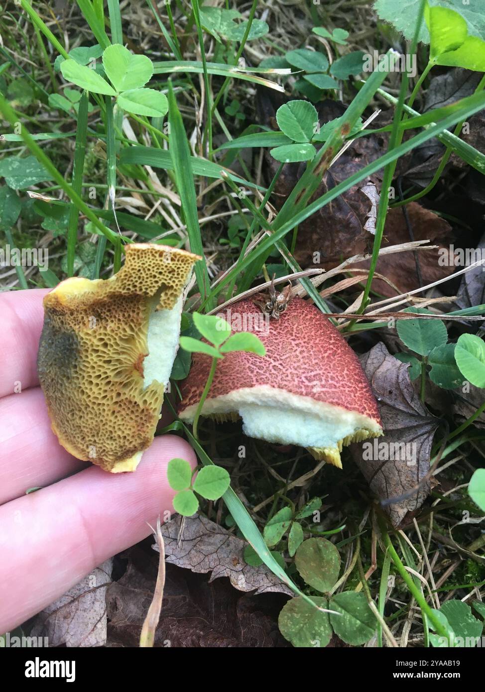Ruby Bolete (Hortiboletus rubellus) Fungi Stock Photo - Alamy