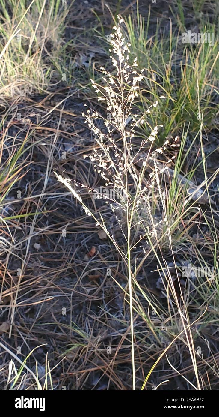 Pine Dropseed (Muhlenbergia tricholepis) Plantae Stock Photo - Alamy