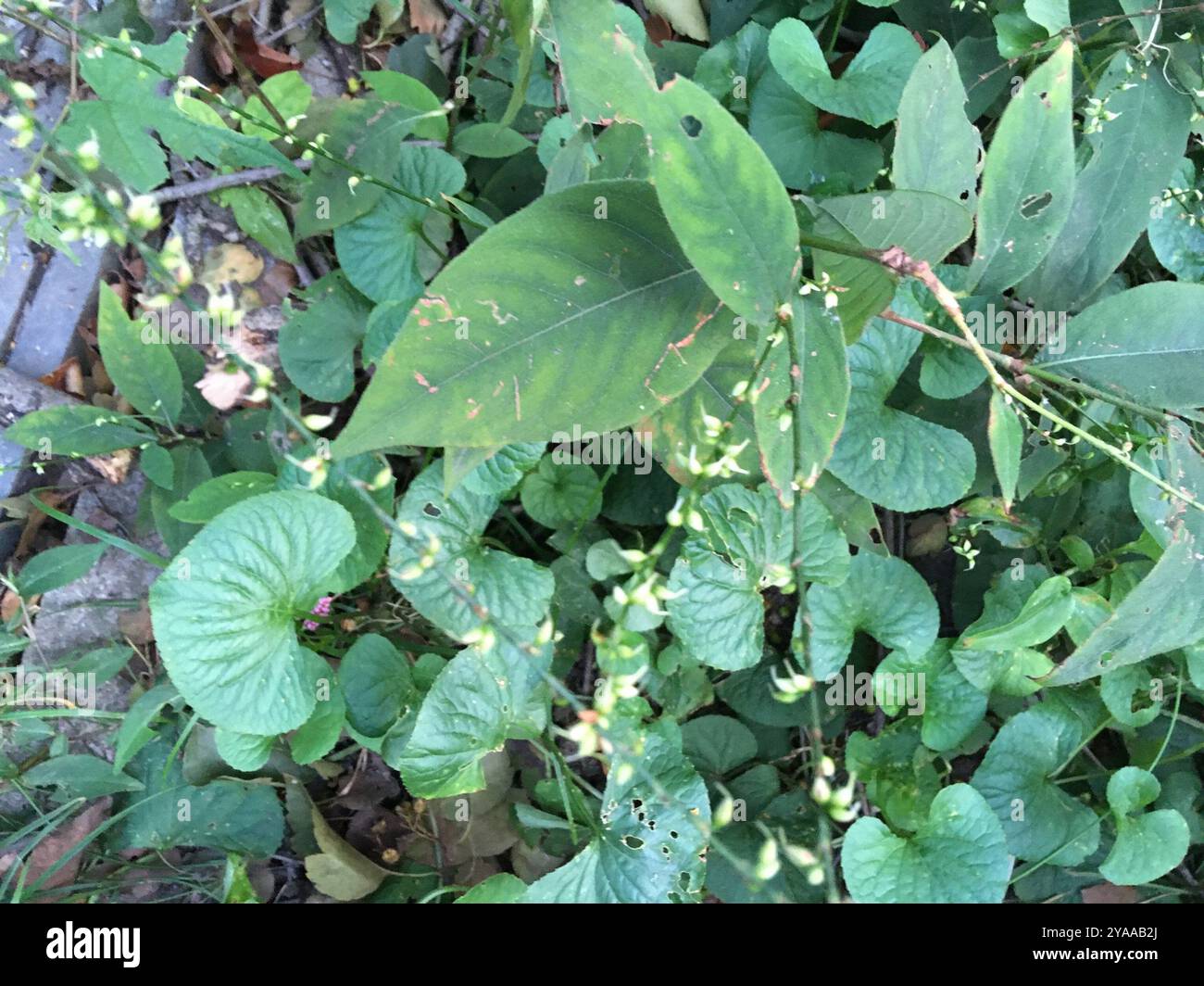 American jumpseed (Persicaria virginiana) Plantae Stock Photo - Alamy