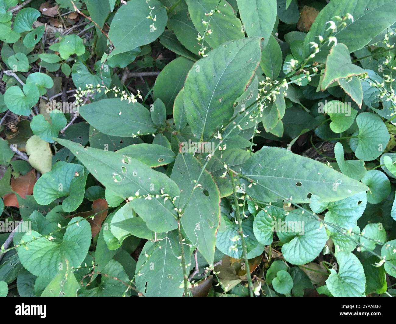 American jumpseed (Persicaria virginiana) Plantae Stock Photo - Alamy