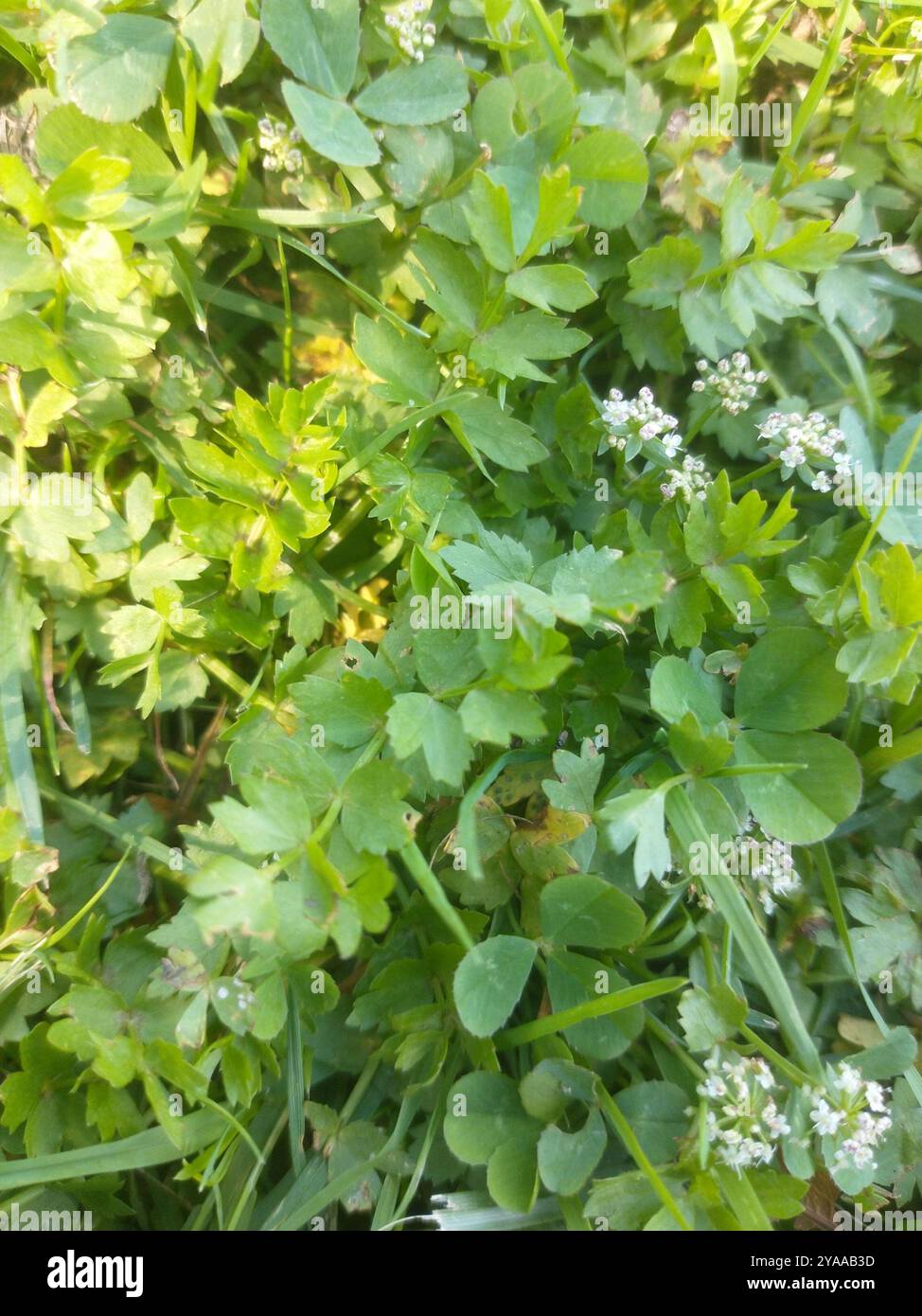 creeping marshwort (Helosciadium repens) Plantae Stock Photo - Alamy