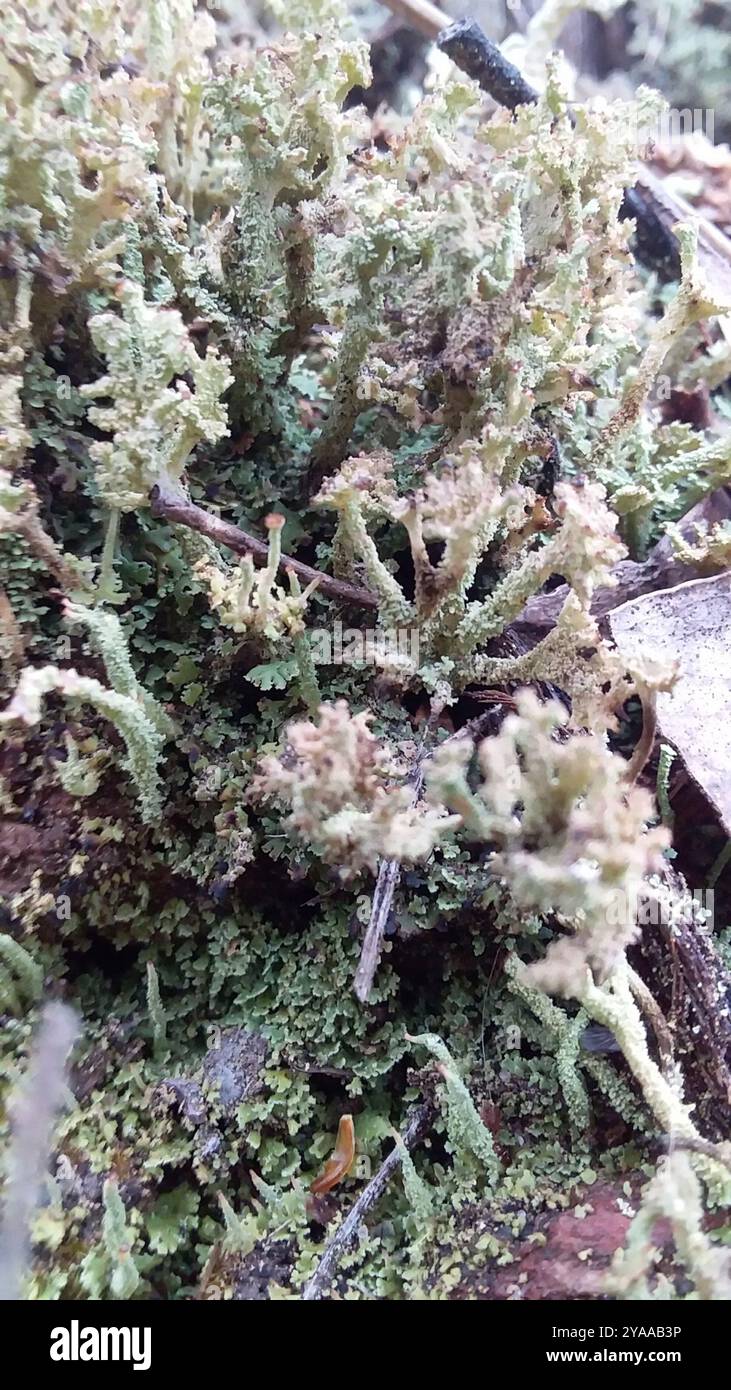 pixie cup and reindeer lichens (Cladonia) Fungi Stock Photo - Alamy