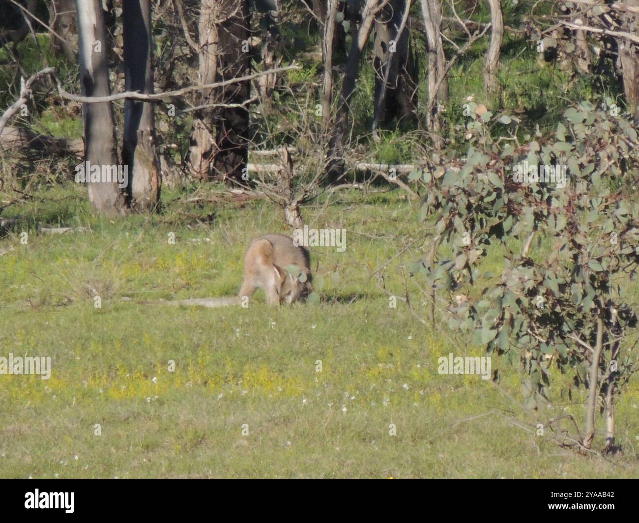 Red-necked Wallaby (Notamacropus rufogriseus) Mammalia Stock Photo - Alamy