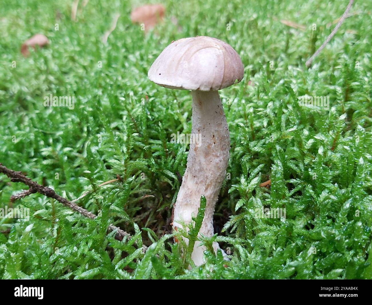 Ghost Bolete (Leccinum holopus) Fungi Stock Photo - Alamy