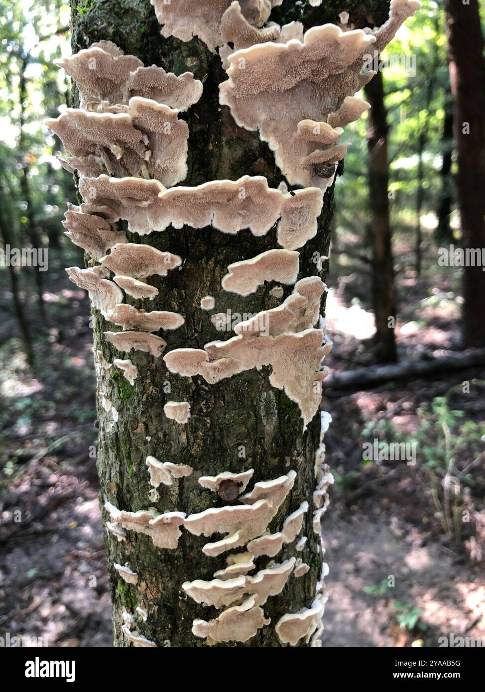 Milk-white Toothed Polypore (Irpex lacteus) Fungi Stock Photo - Alamy