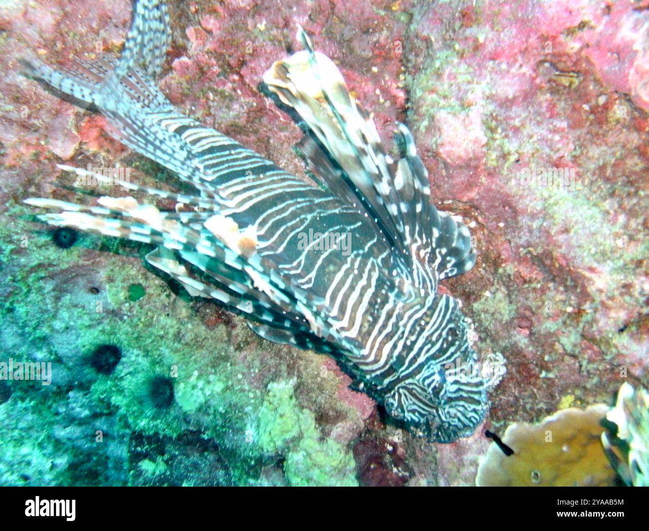 Indian Lionfish (Pterois miles) Actinopterygii Stock Photo - Alamy
