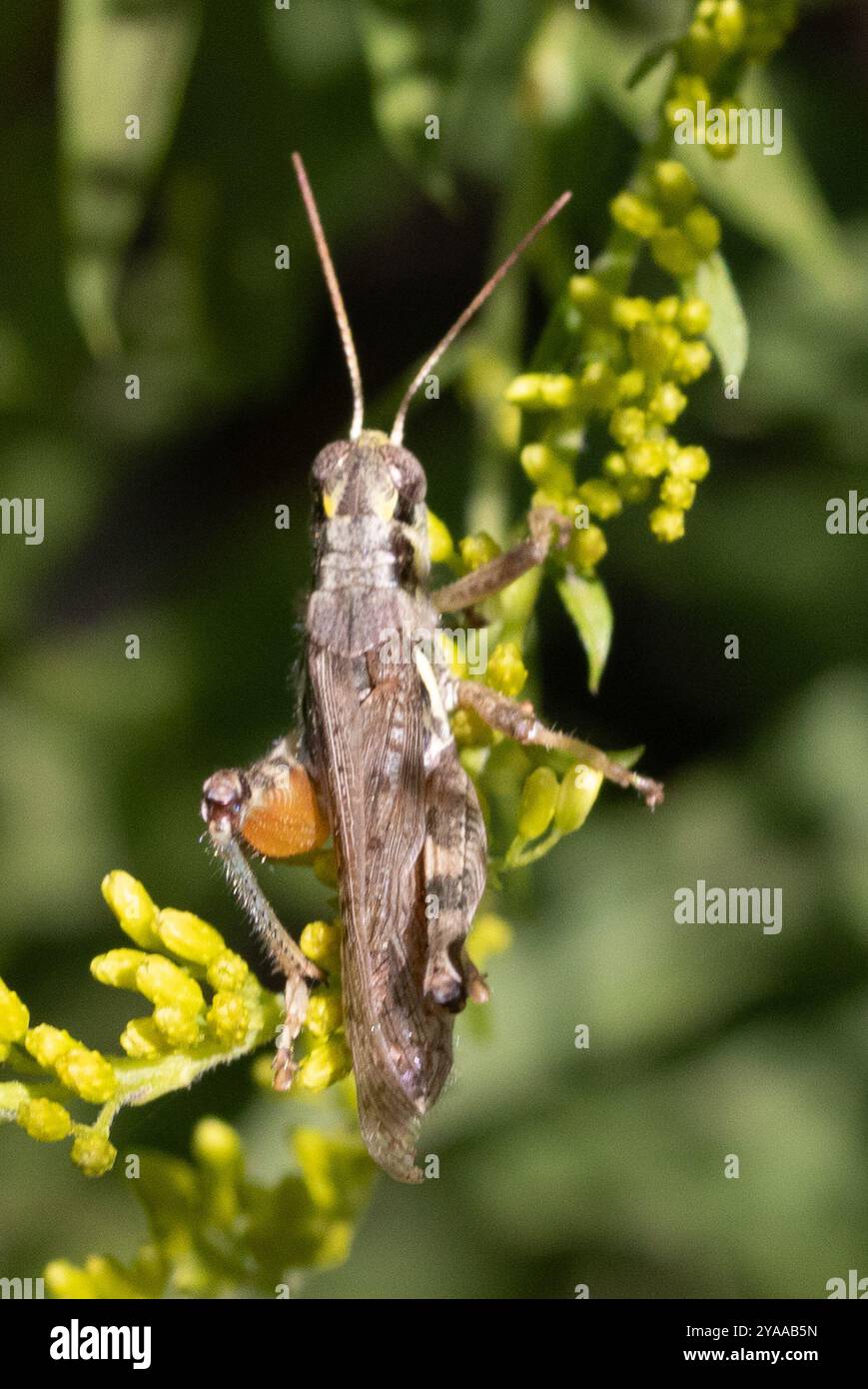 Migratory Grasshopper (Melanoplus sanguinipes) Insecta Stock Photo - Alamy