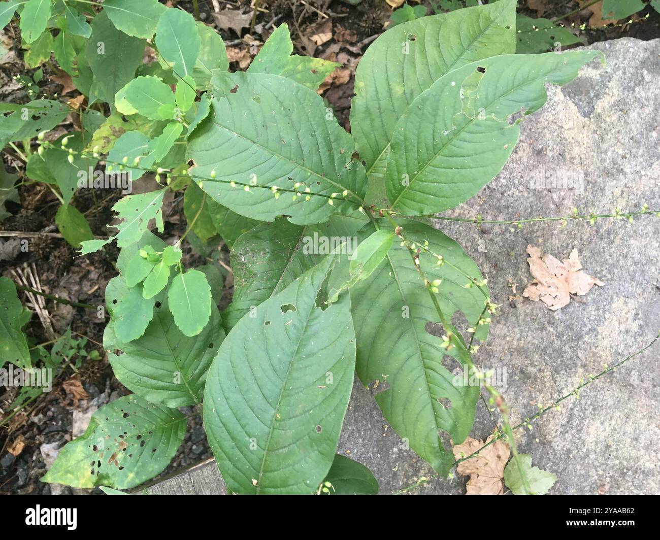 American jumpseed (Persicaria virginiana) Plantae Stock Photo - Alamy