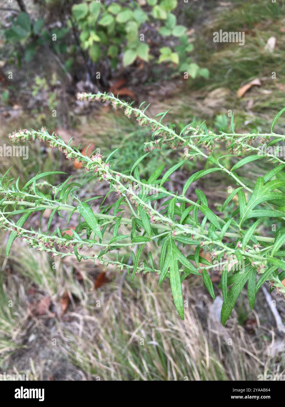 common mugwort (Artemisia vulgaris) Plantae Stock Photo - Alamy