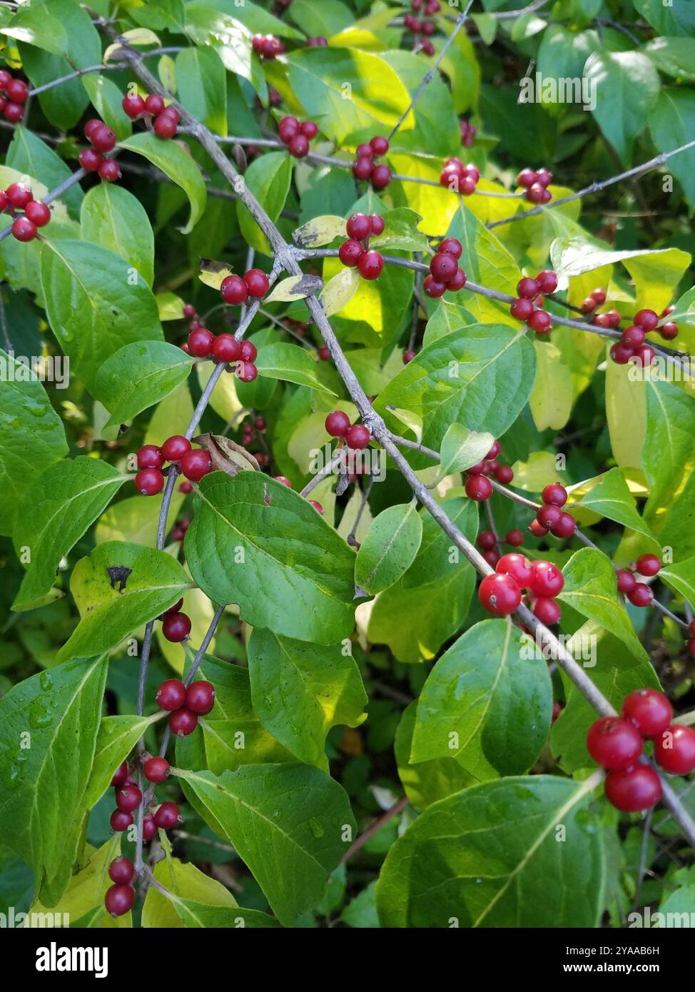 Amur honeysuckle (Lonicera maackii) Plantae Stock Photo - Alamy