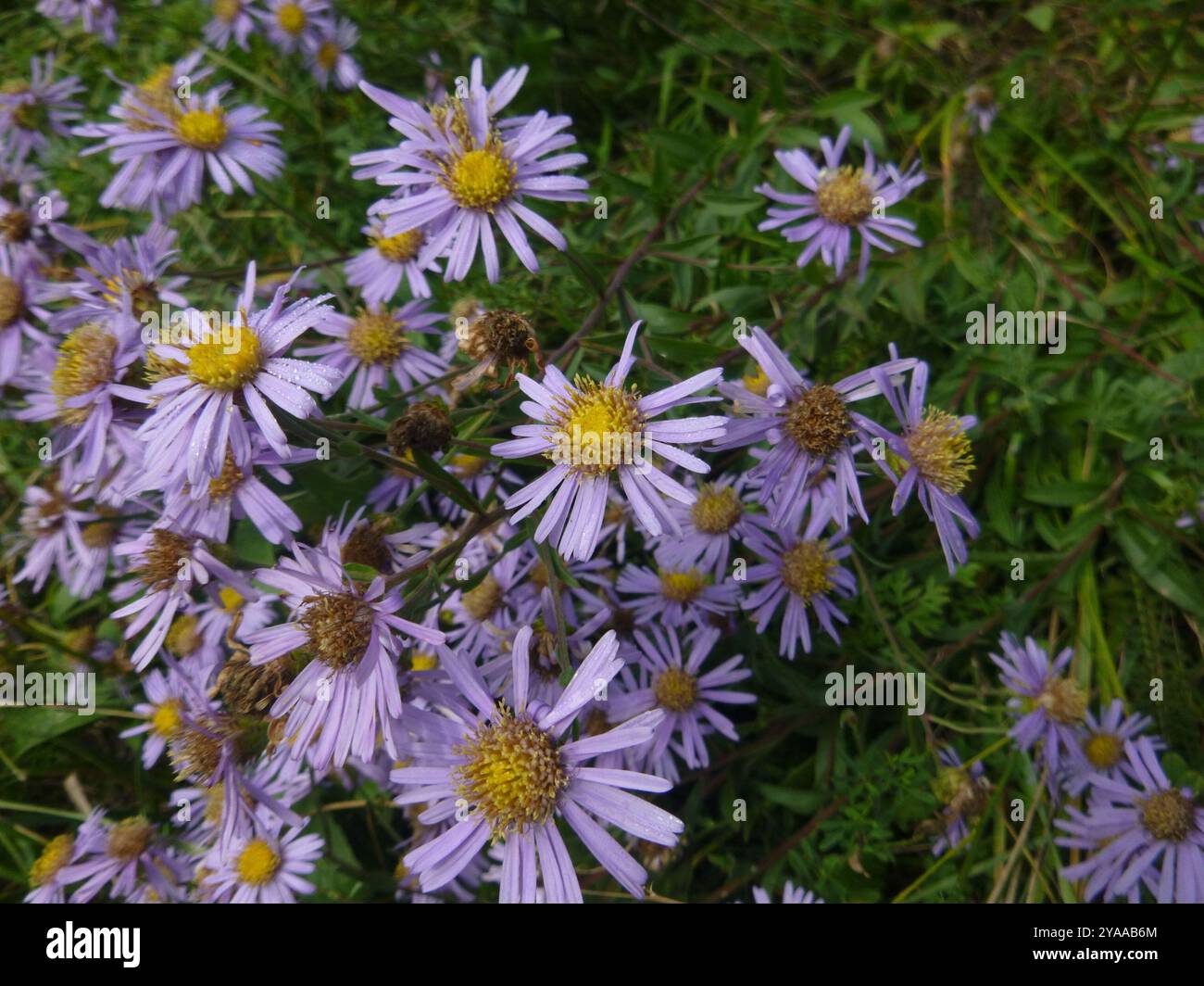 New England aster (Symphyotrichum novae-angliae) Plantae Stock Photo ...
