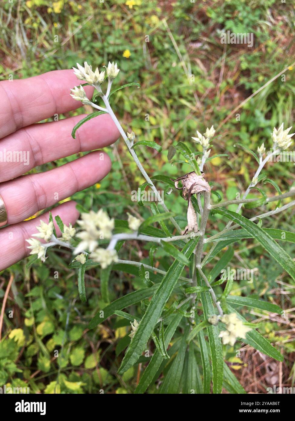 sweet everlasting (Pseudognaphalium obtusifolium) Plantae Stock Photo ...