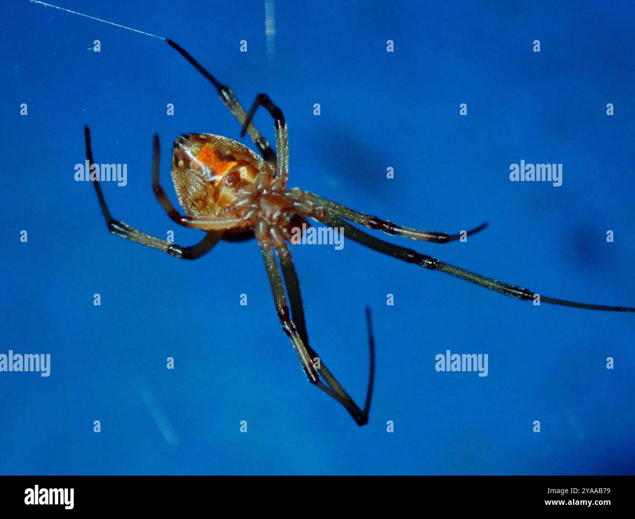 Brown Widow (Latrodectus geometricus) Arachnida Stock Photo - Alamy