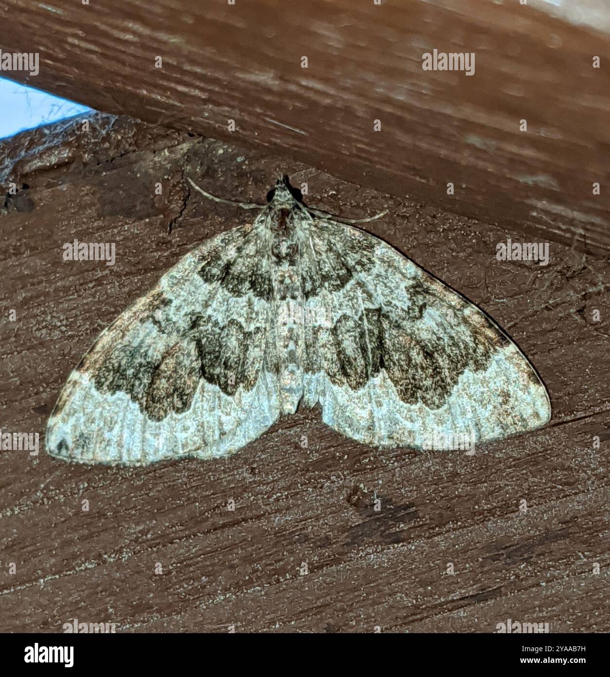 Carpet Moths (Larentiinae) Insecta Stock Photo - Alamy