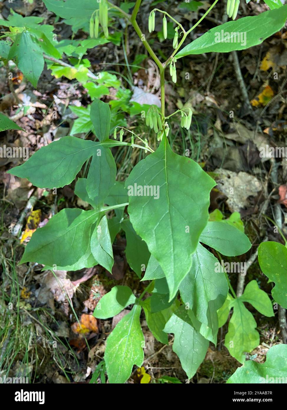 tall rattlesnake root (Nabalus altissimus) Plantae Stock Photo - Alamy