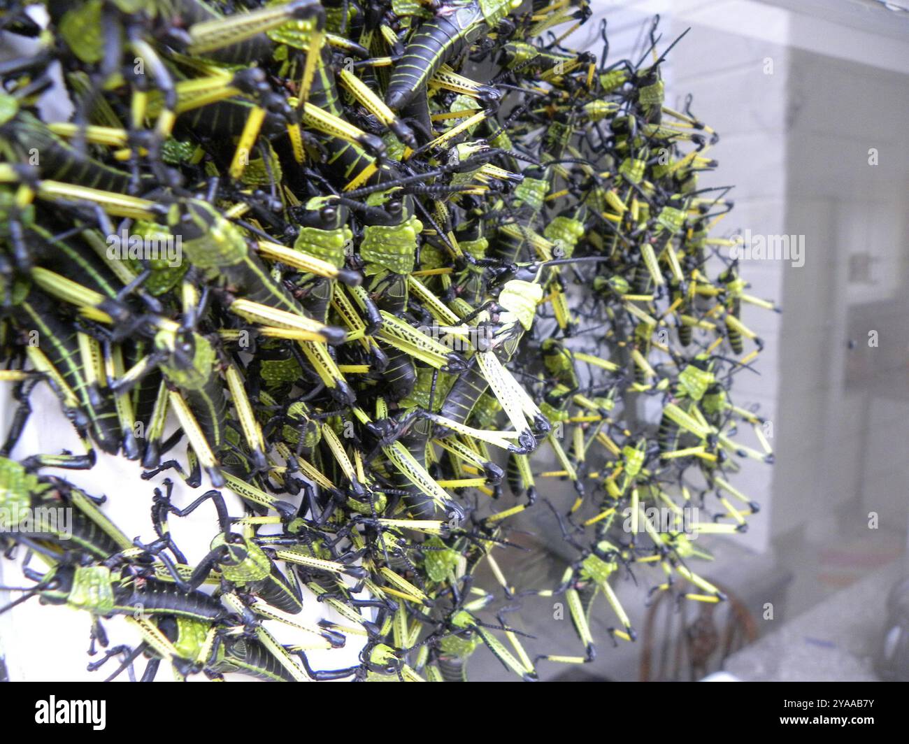 Common Leprous Milkweed Locust (Phymateus leprosus leprosus) Insecta ...