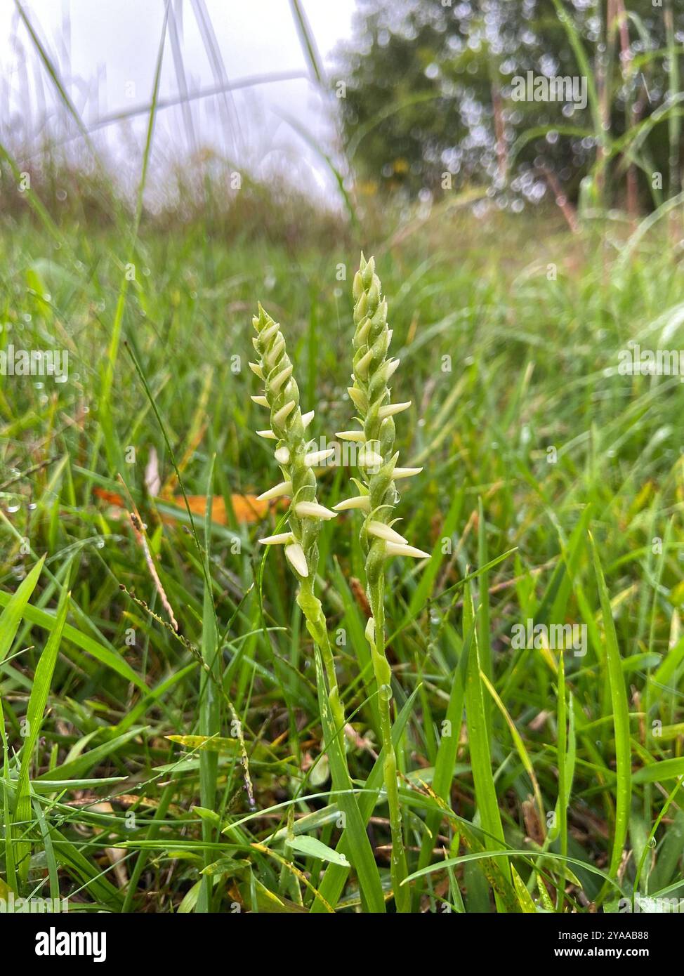 nodding ladies' tresses complex (Spiranthes cernua) Plantae Stock Photo ...