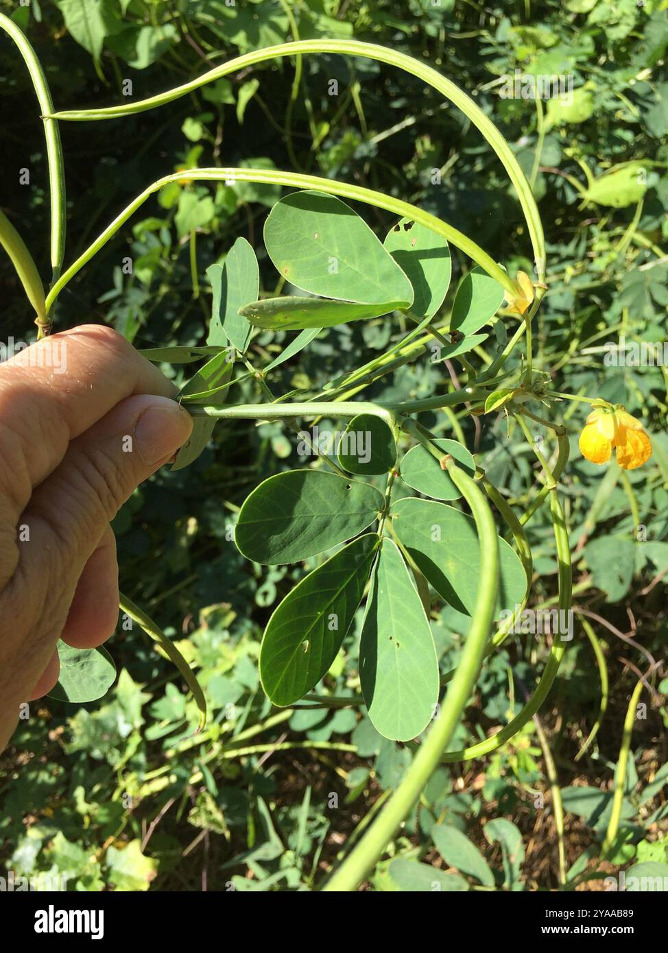American Sicklepod (Senna obtusifolia) Plantae Stock Photo - Alamy