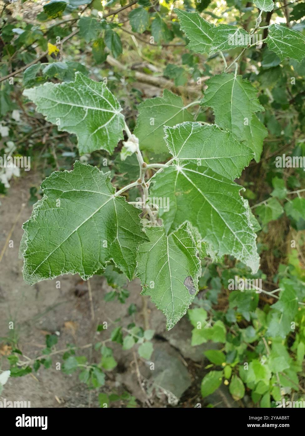 white poplar (Populus alba) Plantae Stock Photo - Alamy