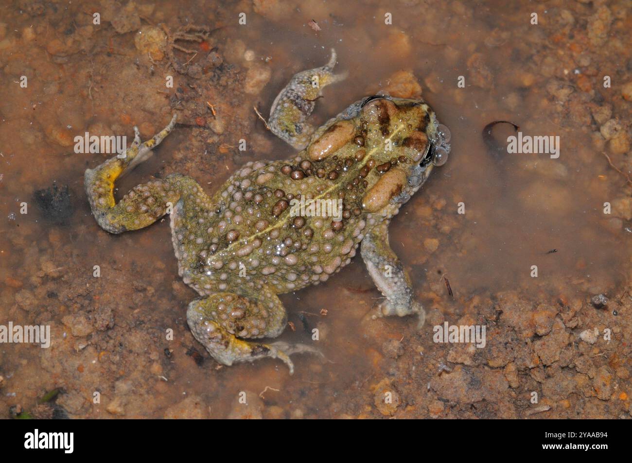 Sand Toad (Vandijkophrynus angusticeps) Amphibia Stock Photo - Alamy