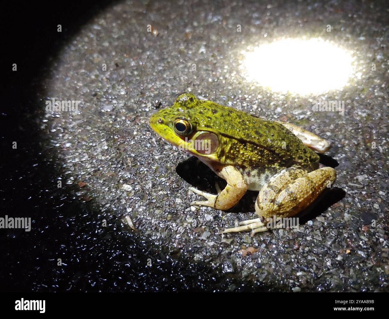 Green Frog (Lithobates clamitans) Amphibia Stock Photo - Alamy