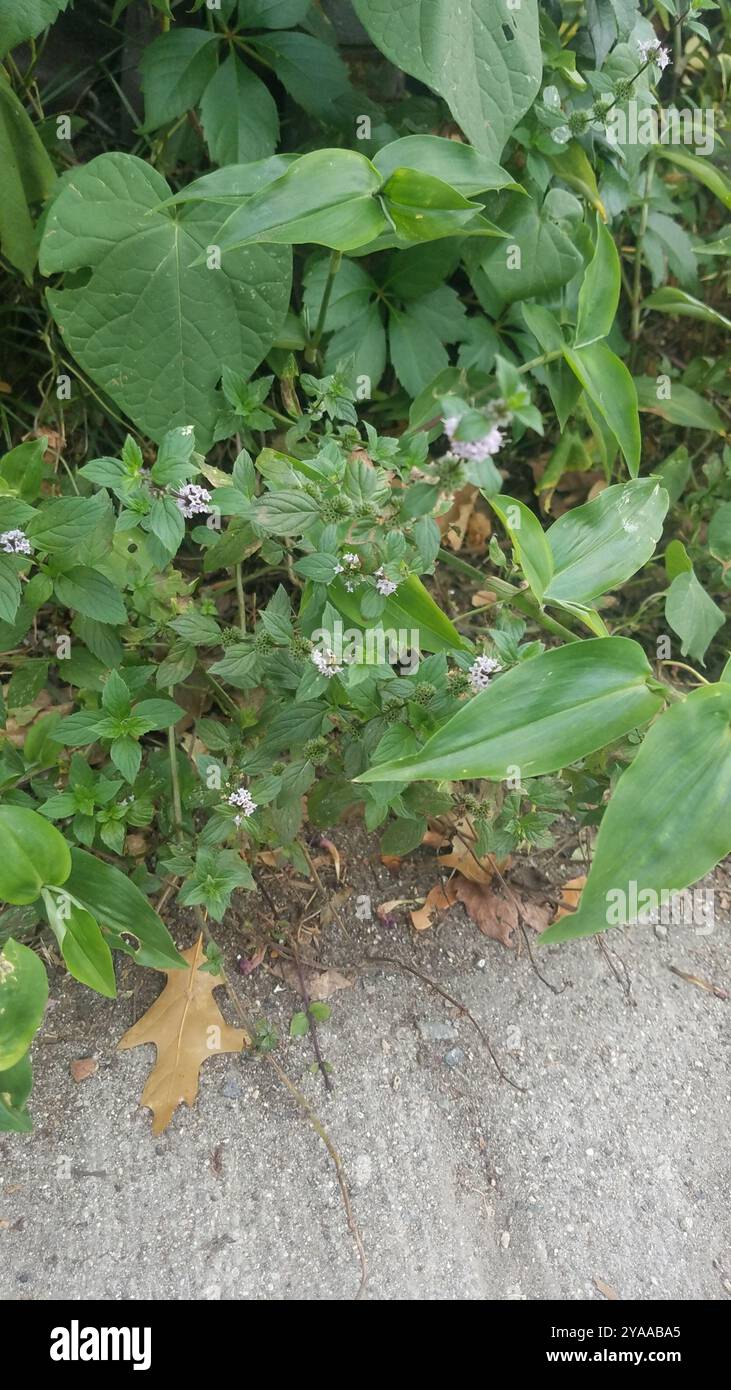 corn mint (Mentha arvensis) Plantae Stock Photo - Alamy