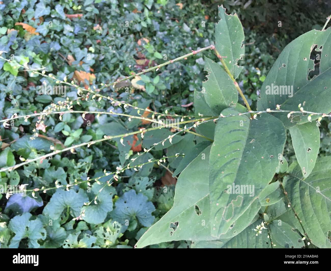 American jumpseed (Persicaria virginiana) Plantae Stock Photo - Alamy
